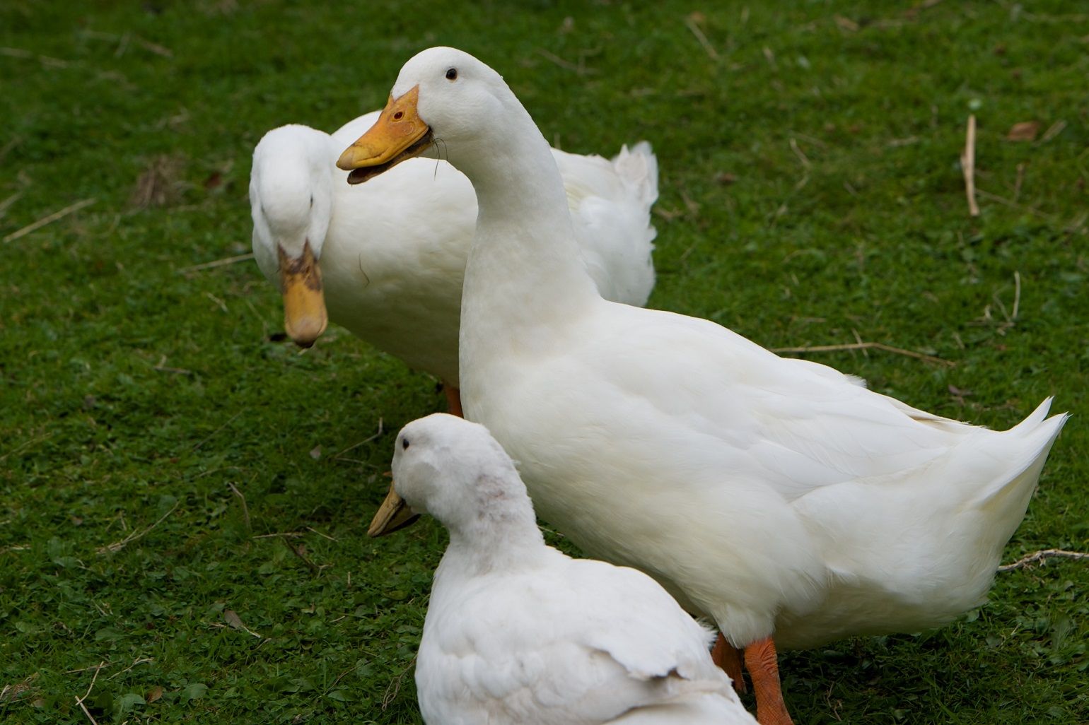 Lamont Farm Project - fun on the farm for families - Paisley.is