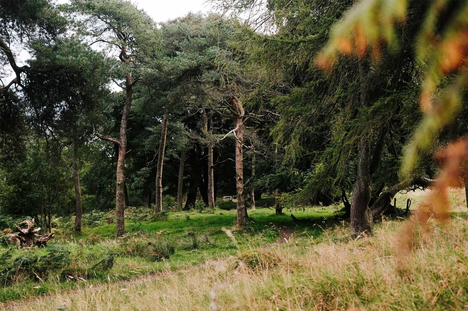 Johnstone Bluebell Woods - Walking Microadventure - Paisley.is