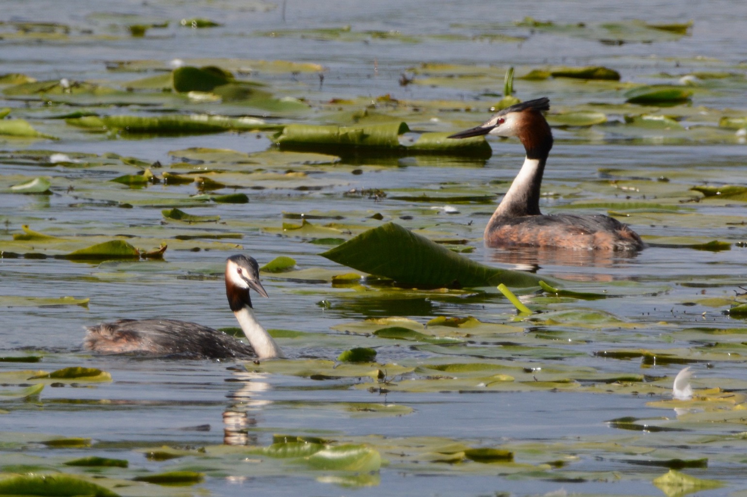RSPB Lochwinnoch: Renfrewshire's wetland reserve - Paisley.is